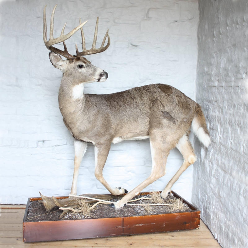 Stuffed Full Body Deer Mount | Andy Thornton